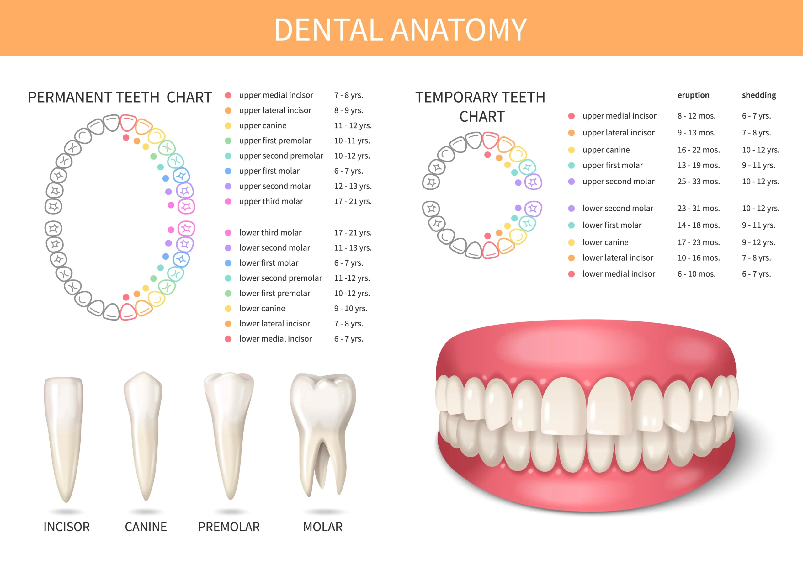 Daily Dental Terms Explained: Your Guide to Oral Care